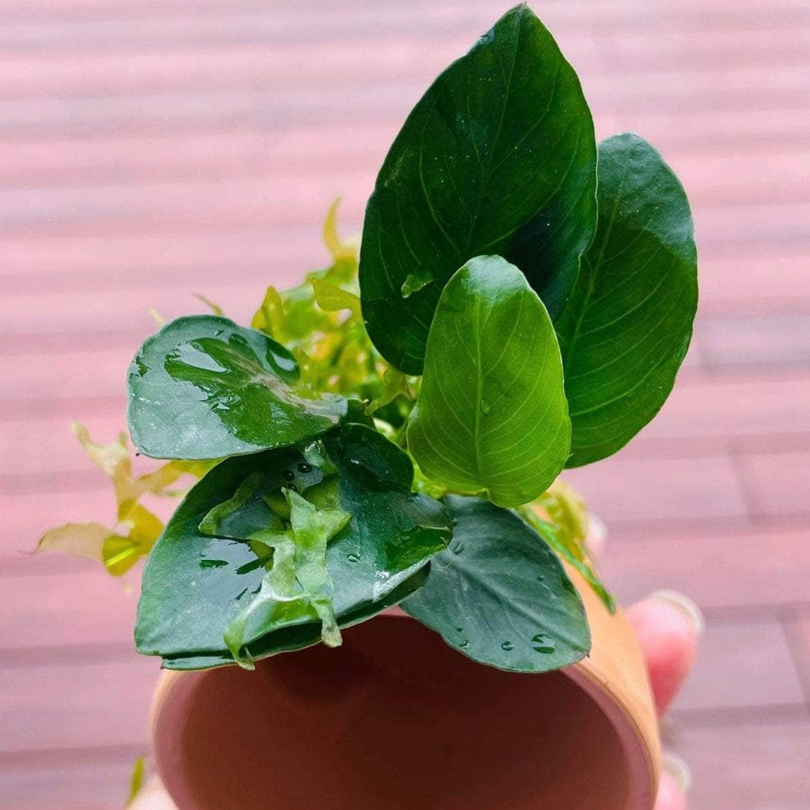 Pisces Asstd Anubias On 9cm Terracotta Pot